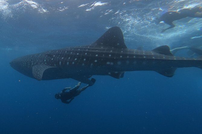 Swim with whale sharks on a private tour - Key Points