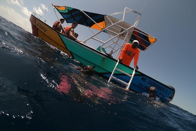 Swim with whale sharks on a private tour - Why This Tour Offers Great Value