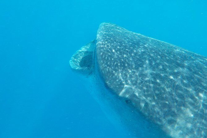 Swim with whale sharks on a private tour - Who Would Love This Tour?