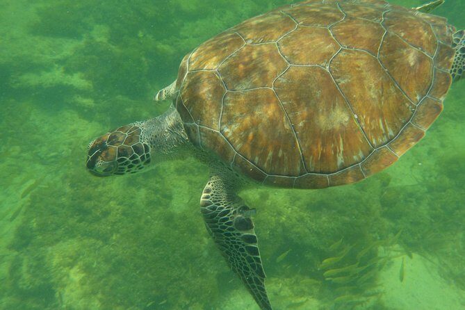 Swim with whale sharks on a private tour - Final Thoughts