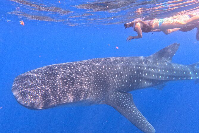 Swim with Whale Sharks Private tour from Playa del Carmen - Practical Tips for Future Swimmers