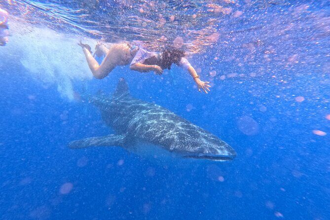 Swim with Whale Sharks Private tour from Playa del Carmen - The Sum Up