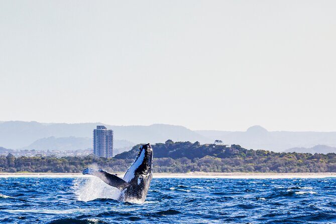 Swim with Whales Gold Coast - The Experience in Detail