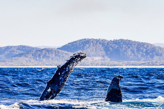 Swim with Whales Gold Coast - FAQ