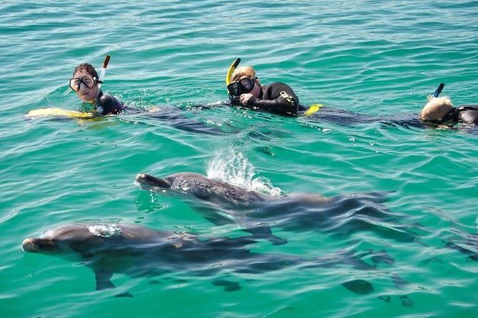 Swim with Wild Dolphins Day Tour - What Makes This Tour Stand Out