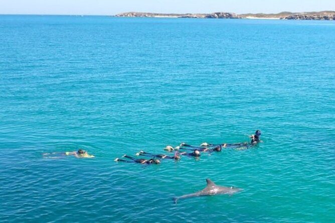 Swim with Wild Dolphins Day Tour - FAQ