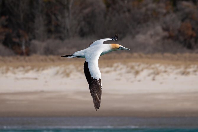 Swim With Wild Dolphins in Tauranga - An In-Depth Look at the Tour Experience