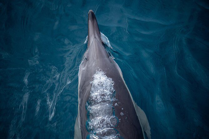 Swim With Wild Dolphins in Tauranga - The Sum Up