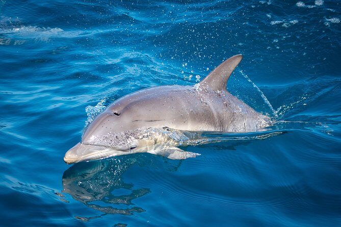Swim With Wild Dolphins in Tauranga - FAQ