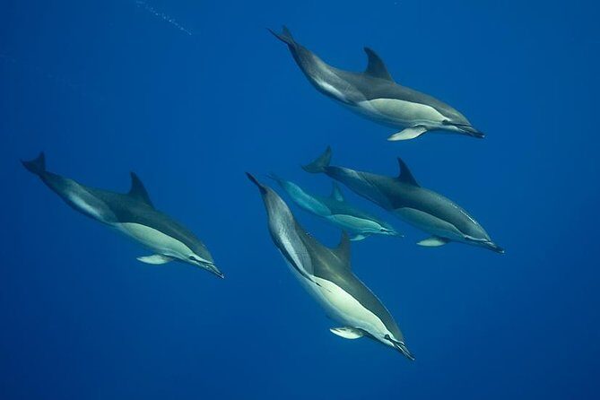 Swim with Wild Dolphins in the Azores - Key Points
