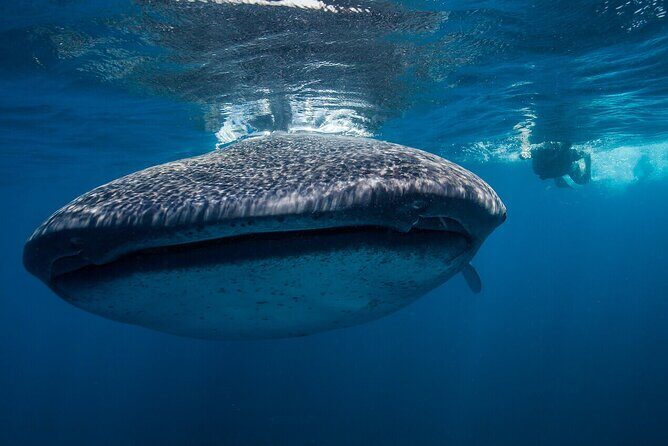 Swimming Expedition Whale Shark Departures from Cancun - An In-Depth Look at the Whale Shark Swimming Tour