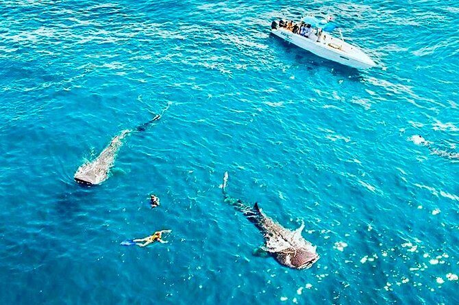 Swimming Expedition Whale Shark Departures from Cancun - Who Is This Tour Best For?