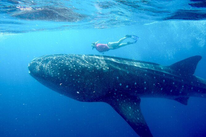 Swimming Expedition Whale Shark Departures from Cancun - The Sum Up: Is It Worth It?