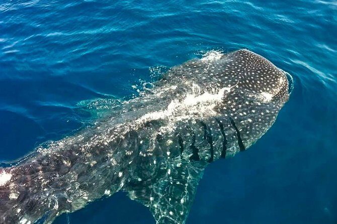 Swimming Expedition Whale Shark Departures from Cancun - FAQ: Your Questions Answered