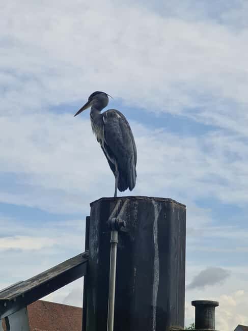 Switzerland: Private nature safari with a local guide. Check out the Alps, lakes, and more - The Sum Up