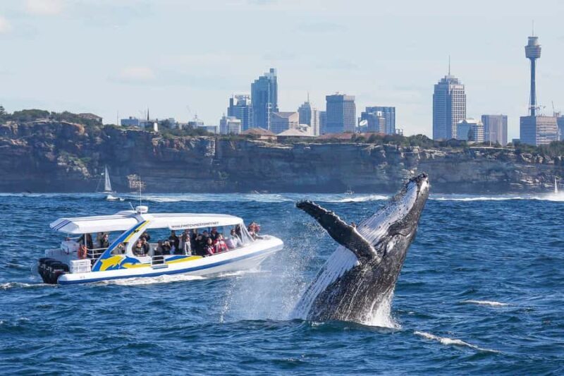 Sydney: 2.5 hour Adventure Whale Watching Cruise - Key Points