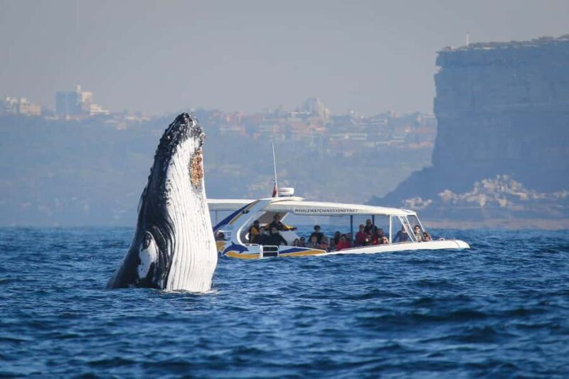 Sydney: 2.5 hour Adventure Whale Watching Cruise - The Experience in Detail