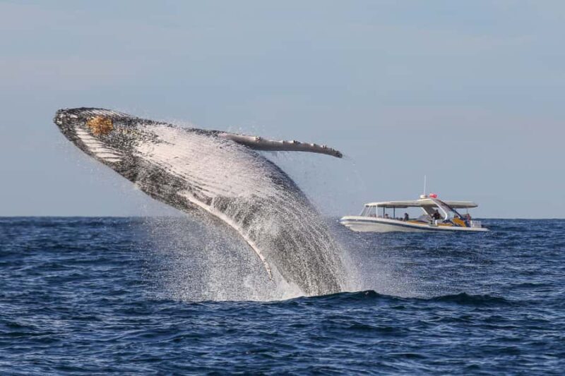 Sydney: 2.5 hour Adventure Whale Watching Cruise - The Practical Side: What to Know Before You Book