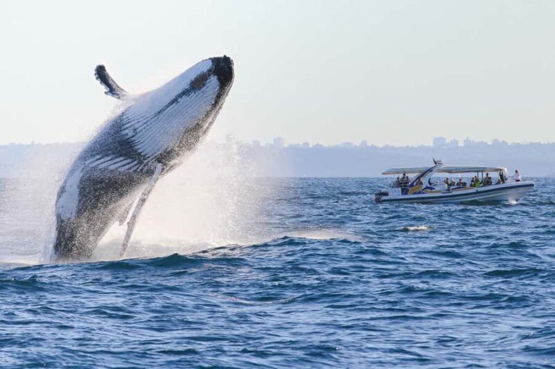 Sydney: 2.5 hour Adventure Whale Watching Cruise - Overall Impression and Who Will Love This Tour