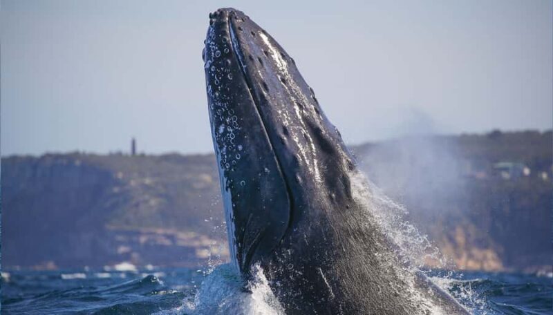 Sydney: 2.5-Hour Discovery Whale Watching Tour by Catamaran - Engaging Introduction