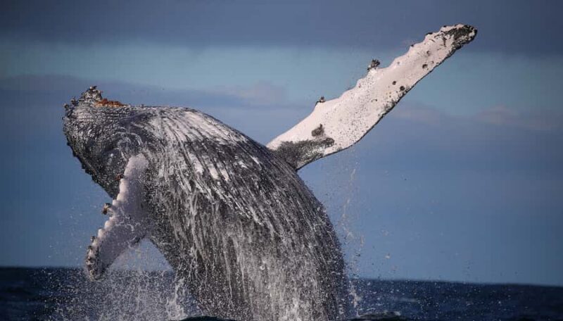 Sydney: 2.5-Hour Discovery Whale Watching Tour by Catamaran - Key Points