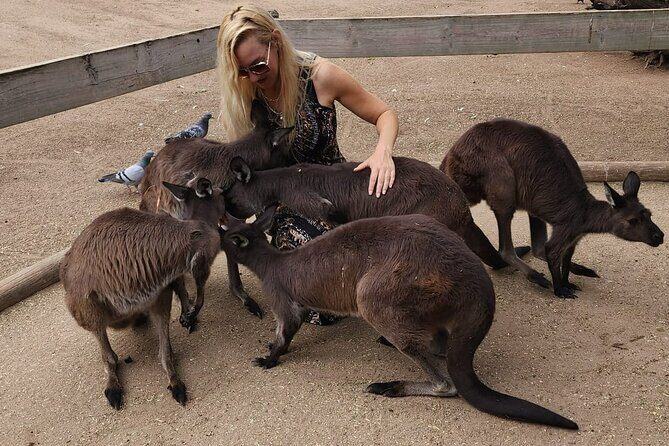 Sydney and Blue Mountains in One Day Private Tour - Who Is This Tour Best Suited For?