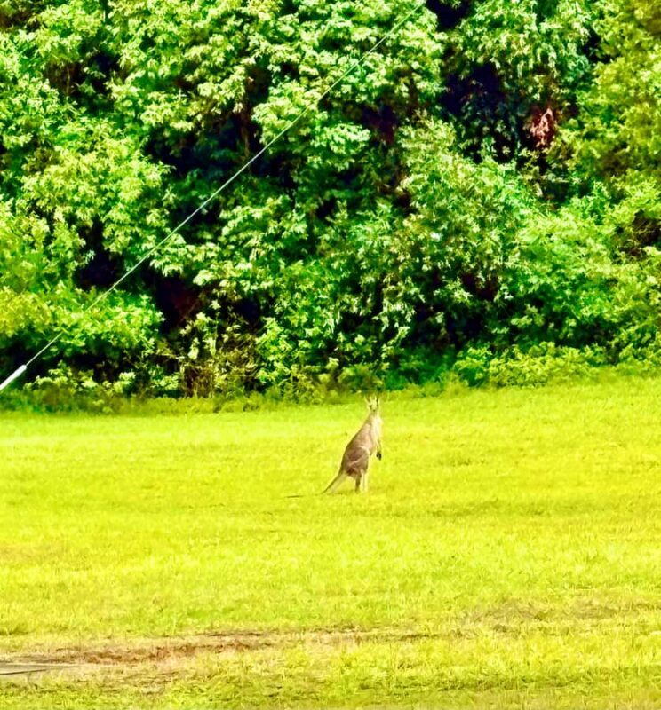 Sydney Blue Mountains Day Trip with Scenic World Entry - The Experience in Detail: What to Expect