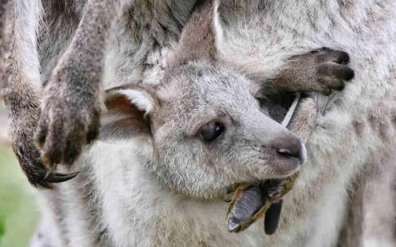 Sydney: Blue Mountains & Featherdale Wildlife Park Day Trip - Key Points