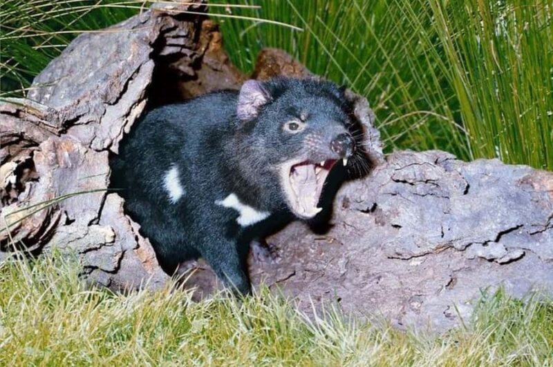 Sydney: Blue Mountains & Featherdale Wildlife Park Day Trip - Exploring the Itinerary: A Day of Wonders