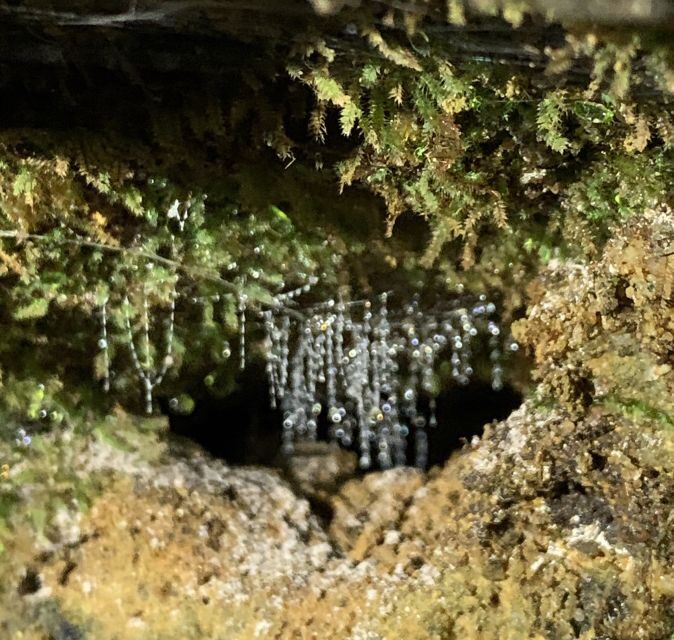 Sydney: Blue Mountains Glow Worms Wild Adventure by Night - The Waterfall and Surroundings
