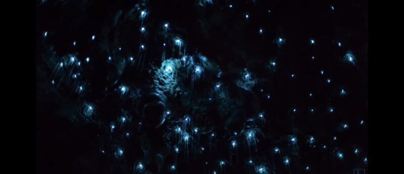 Sydney: Blue Mountains Glow Worms Wild Adventure by Night - Return Journey: A Nighttime Ascent