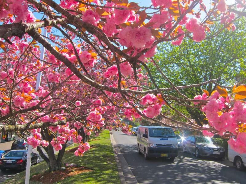 Sydney: Blue Mountains Half Day Scenic World & Lookout Tour - Who Is This Tour Best For?