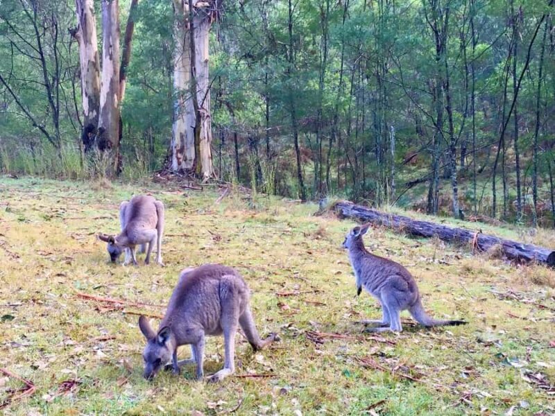 Sydney: Blue Mountains Private Wildlife Adventure Tour - Introduction