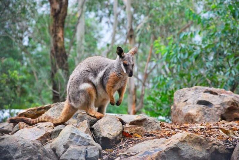Sydney: Blue Mountains, Scenic World, & Wildlife Park Tour - Final Thoughts: Who Will Love This Tour?