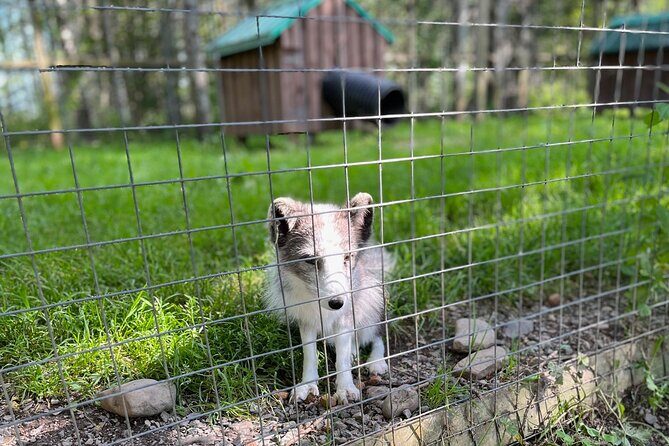 Sydney City Roots and Wildlife Trails of Cape Breton Island - Exploring Cape Breton’s Natural and Cultural Treasures
