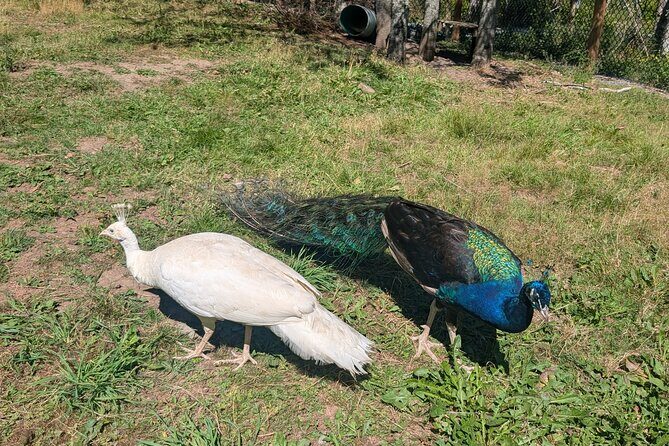 Sydney City Roots and Wildlife Trails of Cape Breton Island - FAQ