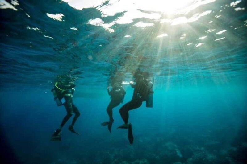 Sydney: Discover Scuba Dive at Australia's most Iconic Beach - Why Reviewers Love This Tour
