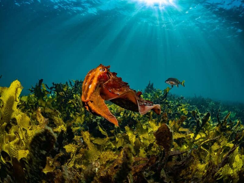 Sydney: Discover Scuba Dive at Australia's most Iconic Beach - The Sum Up