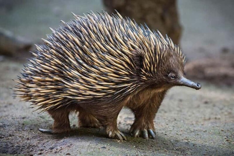 Sydney: Featherdale Wildlife Park Private Tour - Practical Details and Value