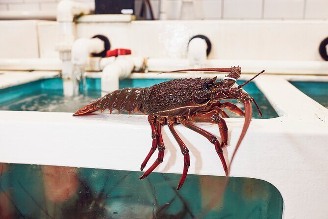 Sydney Fish Market Behind the Scenes Tour - Interacting with Seafood