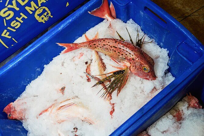 Sydney Fish Market Behind the Scenes Tour - Timing and Group Size