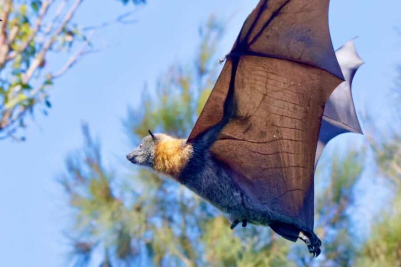 Sydney: Flying Fox Tour, Australia's Largest Bats - Key Points
