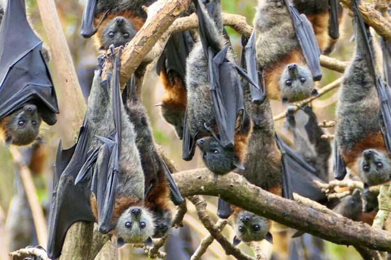 Sydney: Flying Fox Tour, Australia's Largest Bats - An In-Depth Look at the Sydney Flying Fox Tour