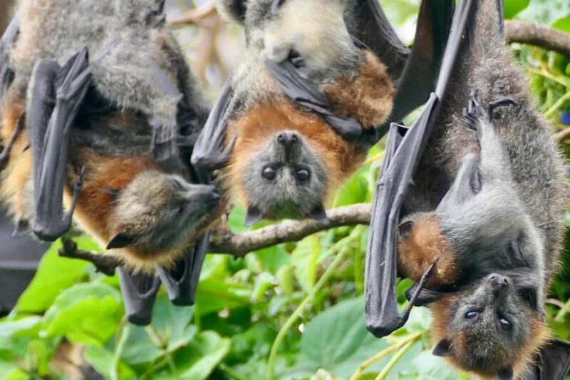 Sydney: Flying Fox Tour, Australia's Largest Bats - Why This Tour Should Be on Your Sydney Bucket List