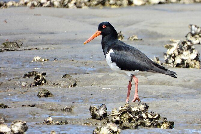 Sydney Guided Wildlife Walk Explore Birds and Nature - Why This Tour Is Worth Considering  