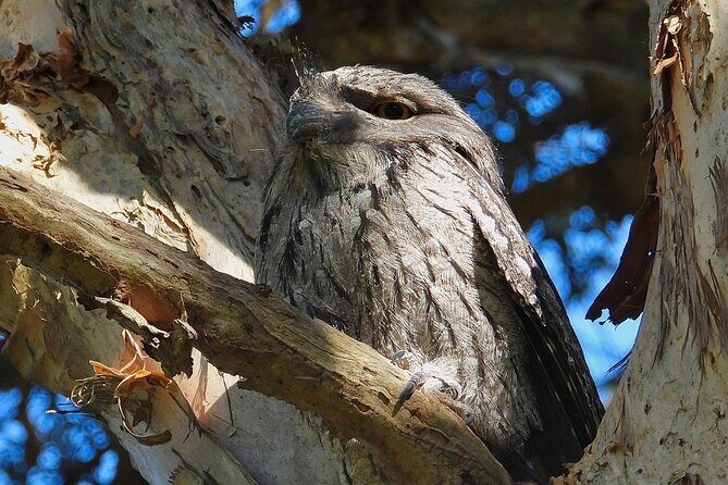 Sydney Guided Wildlife Walk Explore Birds and Nature - FAQ  