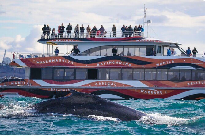 Sydney Harbour Whale Watching Experience - What to Expect from the Whale Watching Tour