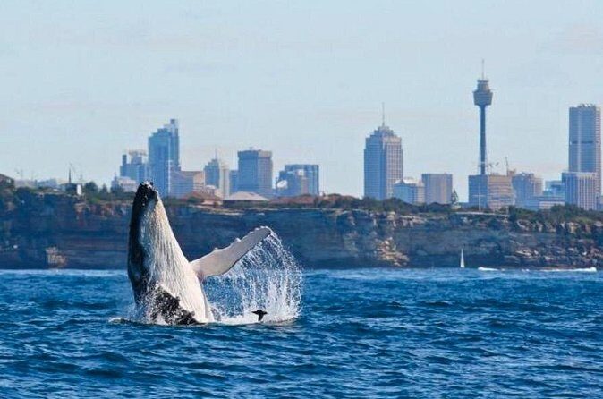 Sydney Harbour Whale Watching Experience - Who Is This Tour Best For?