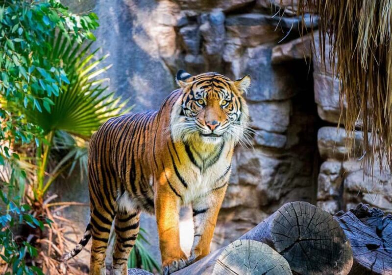 Sydney: Hop-on Hop-off Harbour Cruise with Commentary - A Practical Guide to the Sydney Harbour Hop-on Hop-off Cruise