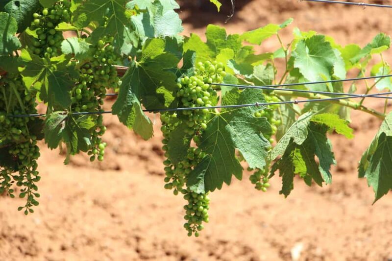 Sydney : Hunter Valley Private Wine, & Cheese Day Tour - Additional Details and Tips